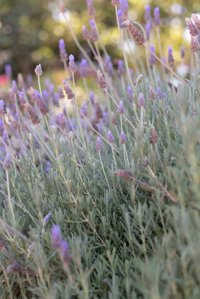 Private Outdoor Event & Ranch Style Weddings Venue | Quail Ranch