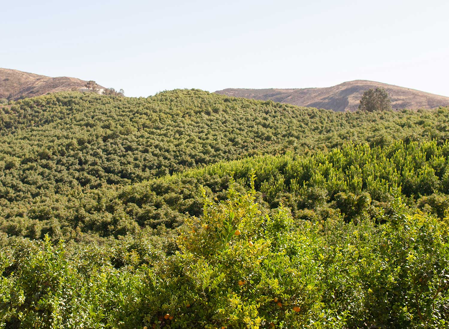 Private Outdoor Event & Ranch Style Weddings Venue | Quail Ranch