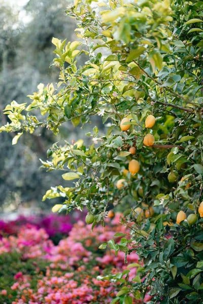 Private Outdoor Event & Ranch Style Weddings Venue | Quail Ranch